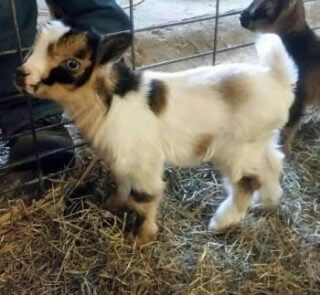 17 Pygmy Goats That Will Melt Your Heart - Weed 'em & Reap
