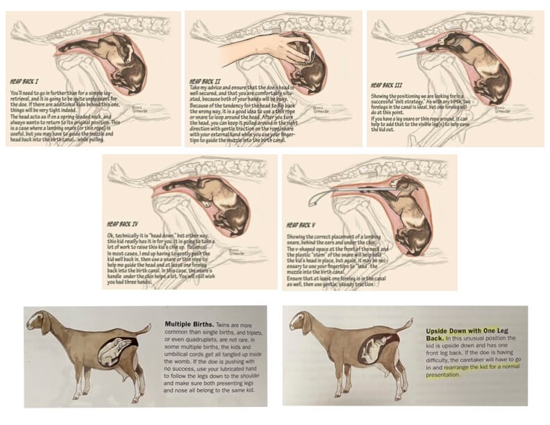 Kidding Positions (and how to assist with them) - Weed 'em & Reap